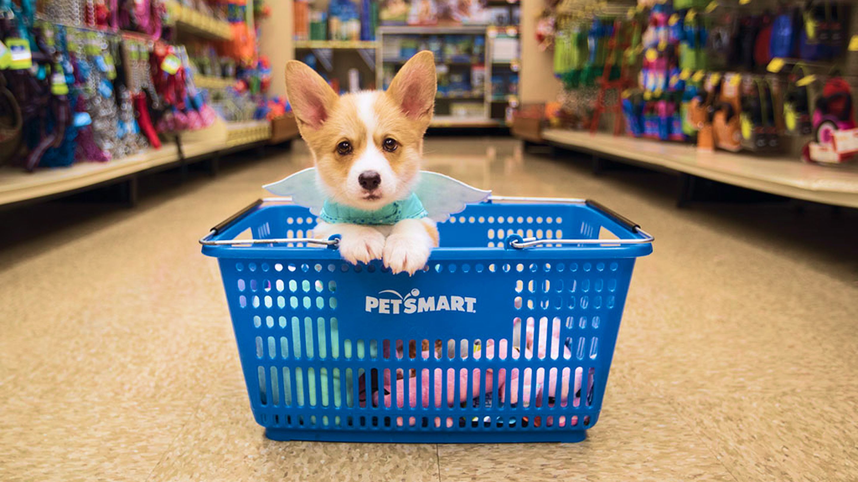 Petsmart | Bounteous