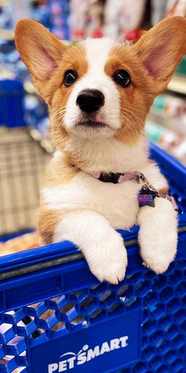 Petsmart | Bounteous